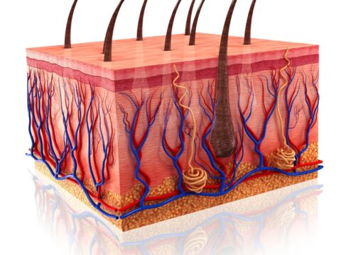 Hautschichten Mensch – Die Haut verstehen | dermolex